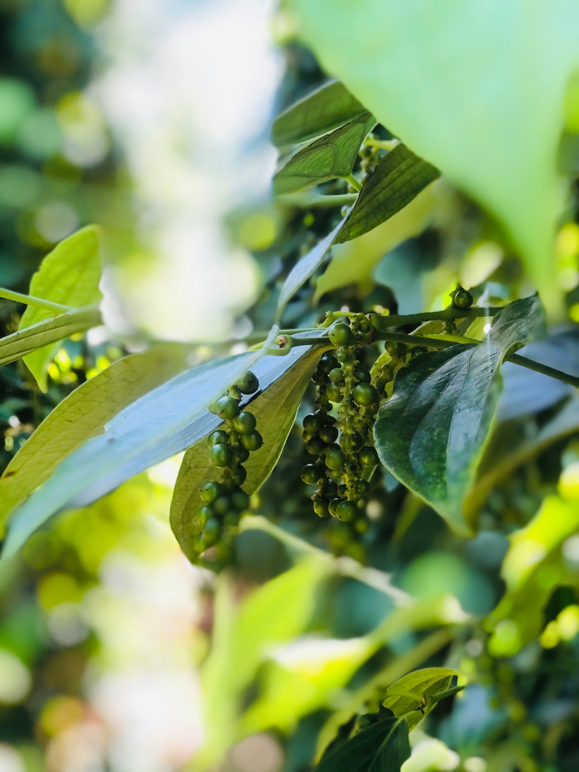 About Us – Sunspice